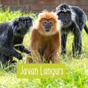 Animals – Monkey Haven