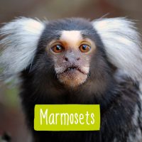 Animals – Monkey Haven