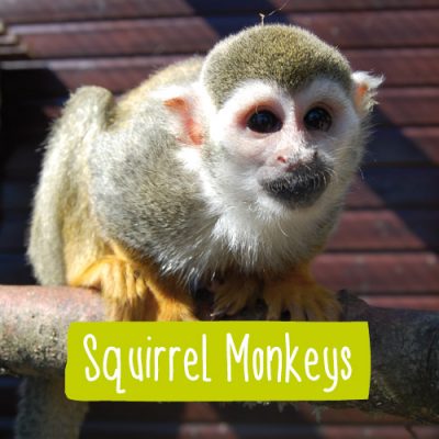 Animals – Monkey Haven