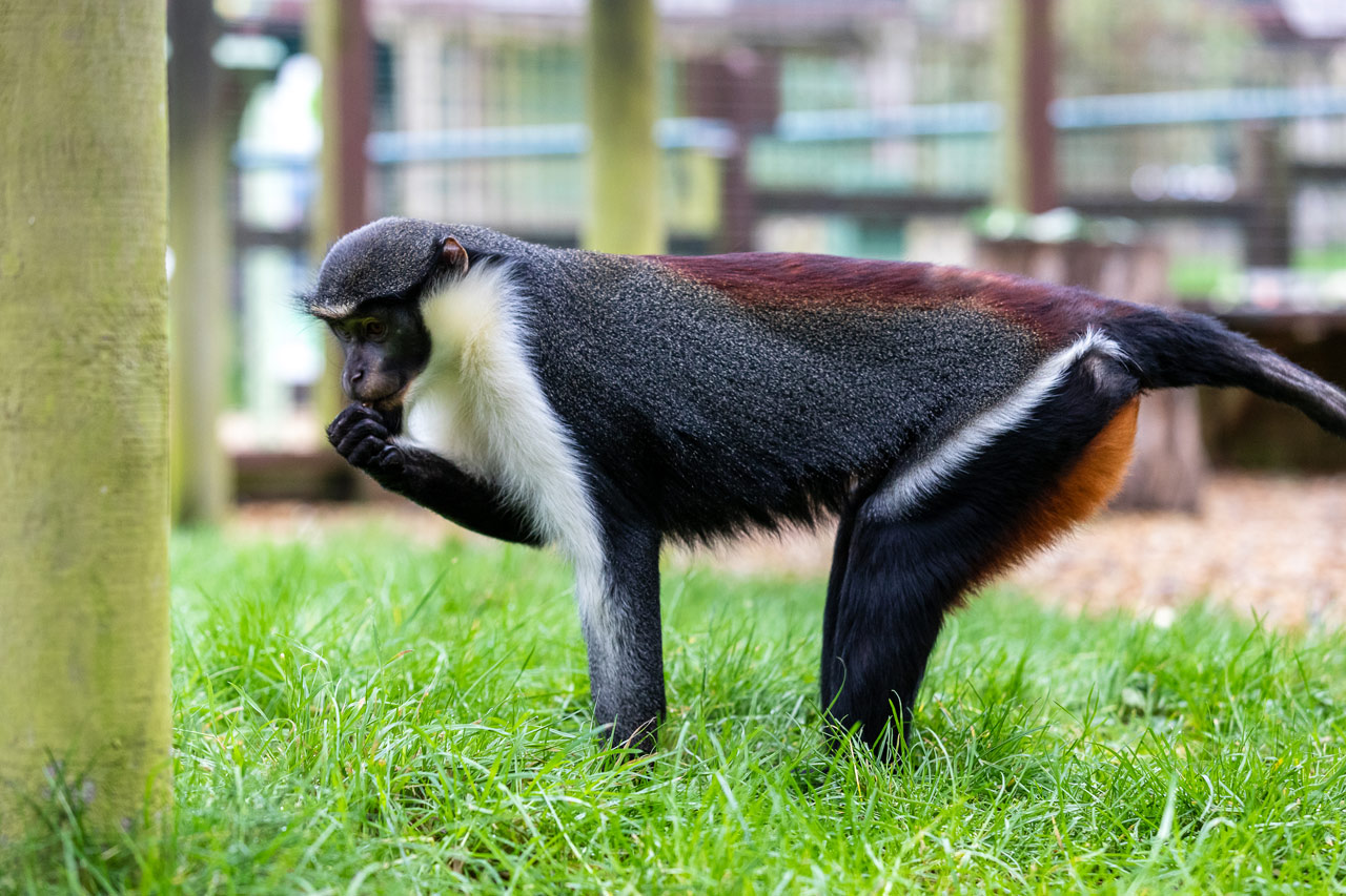 Monkey Haven – Isle of Wight Primate Rescue Centre