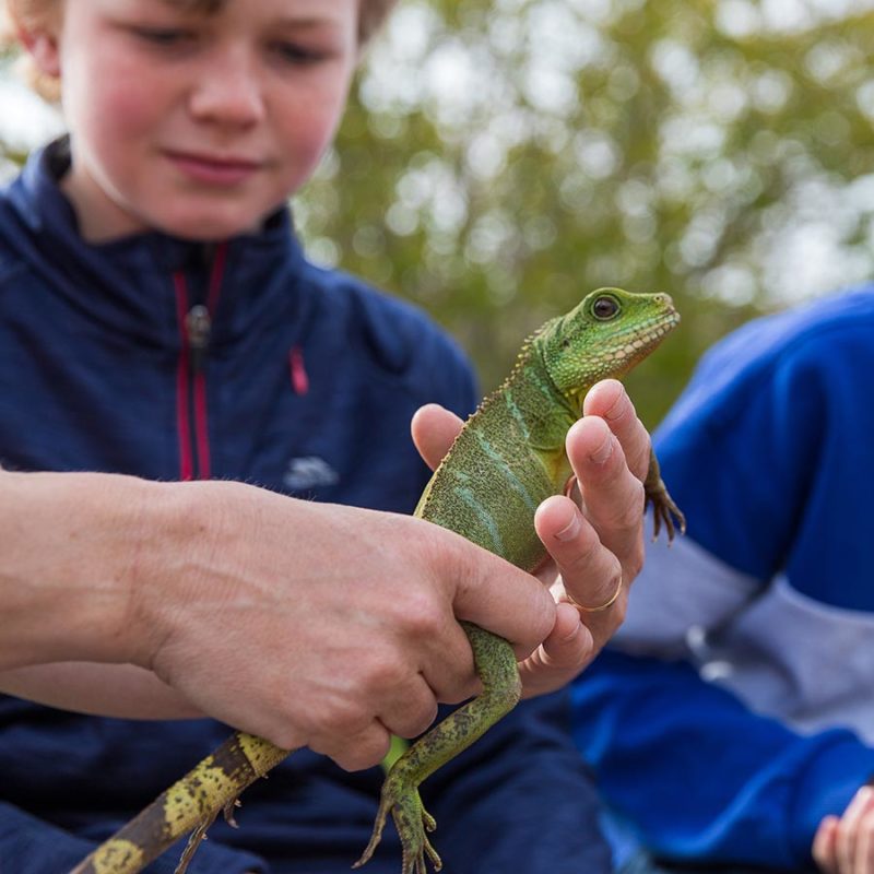 Monkey Haven – Isle of Wight Primate Rescue Centre