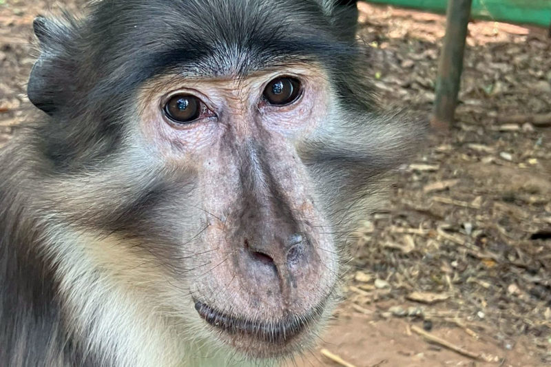 Helping primate conservation in Ghana – Monkey Haven