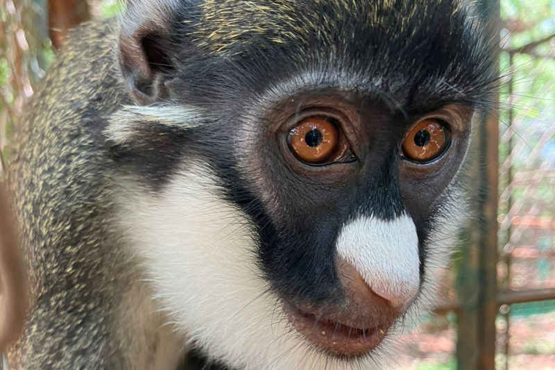 Helping primate conservation in Ghana – Monkey Haven
