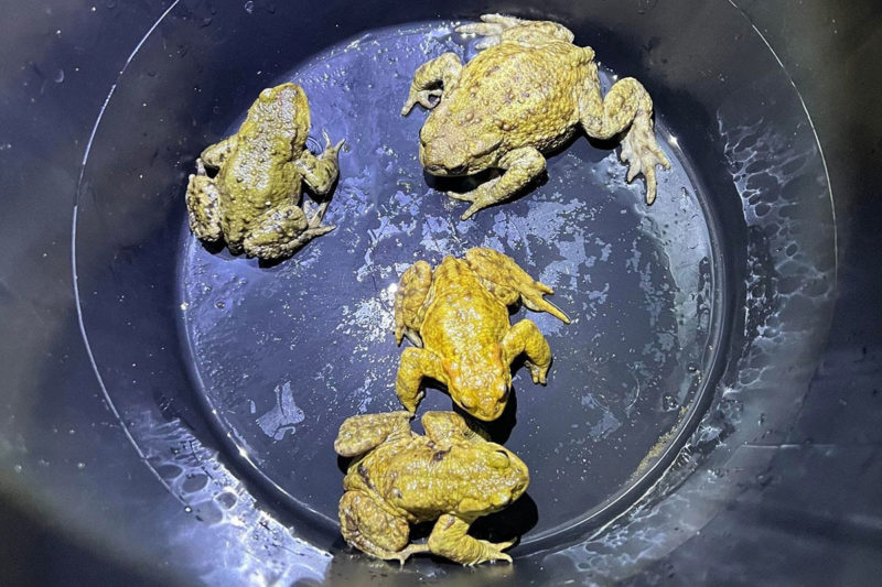 Toad rescue – with a hoppy ending! – Monkey Haven