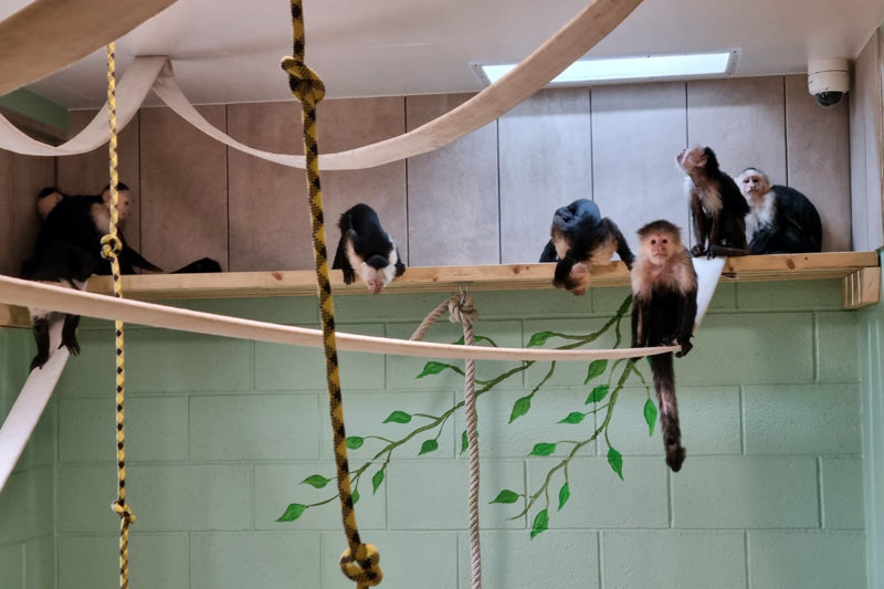 Come and see the Capuchins fab new walkthrough enclosure – Monkey Haven