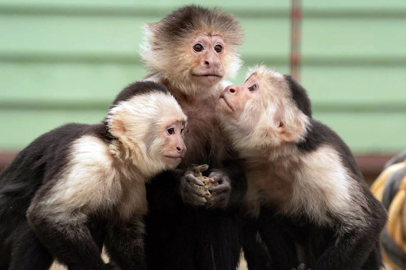 Come and see the Capuchins fab new walkthrough enclosure – Monkey Haven